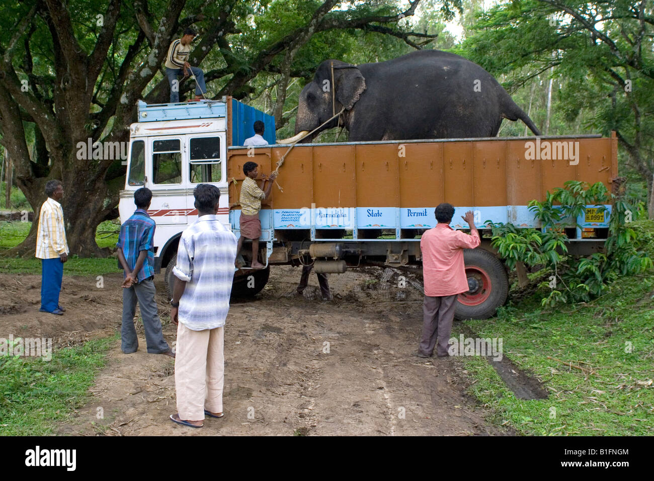 A elephant sits on a truck in south India. The elephant is used to push ...