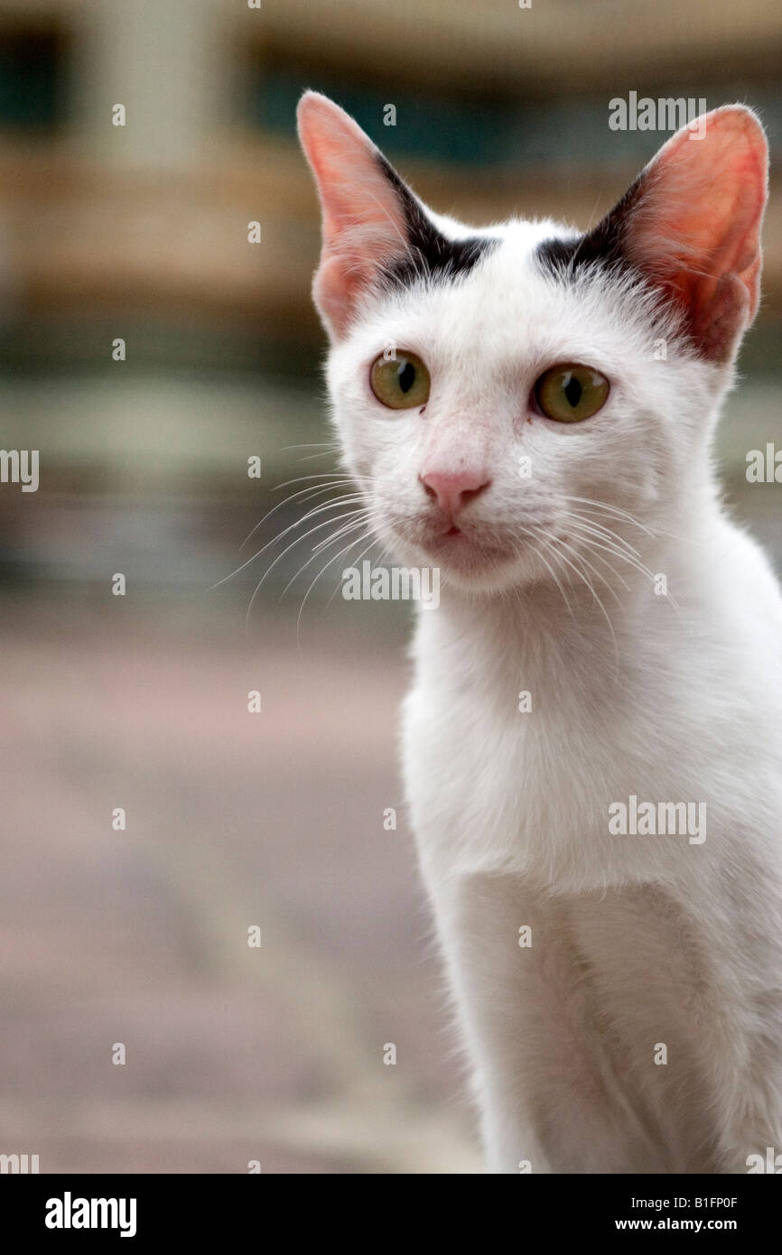 One of the many cats that have taken residence in the Wat Pho Temple of ...