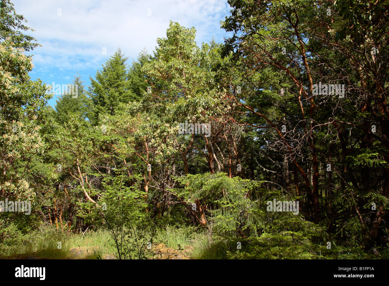 Arbutus trees hi-res stock photography and images - Alamy