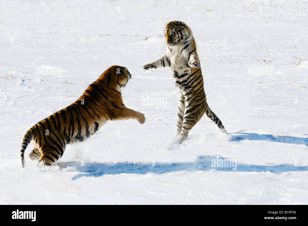 Siberian Tigers fighting in the snow China Stock Photo - Alamy