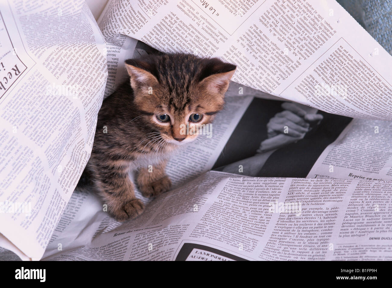 Kitten Under Newspaper Stock Photo - Alamy