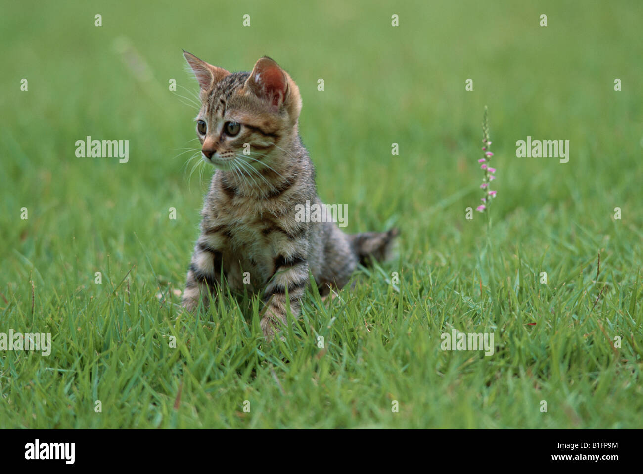 Kitten In Grass Stock Photo - Alamy