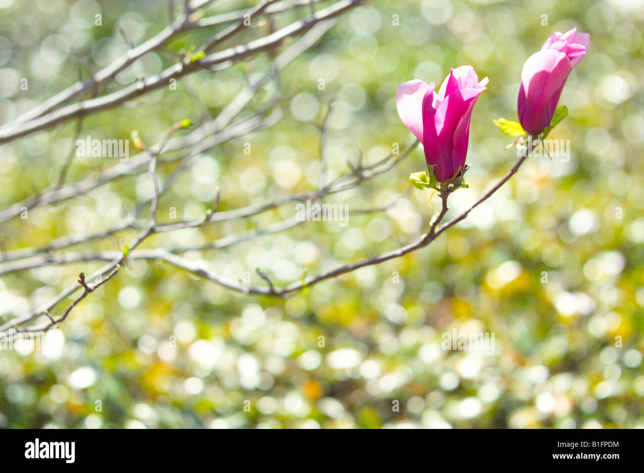 Magnolia liliflora hi-res stock photography and images - Alamy