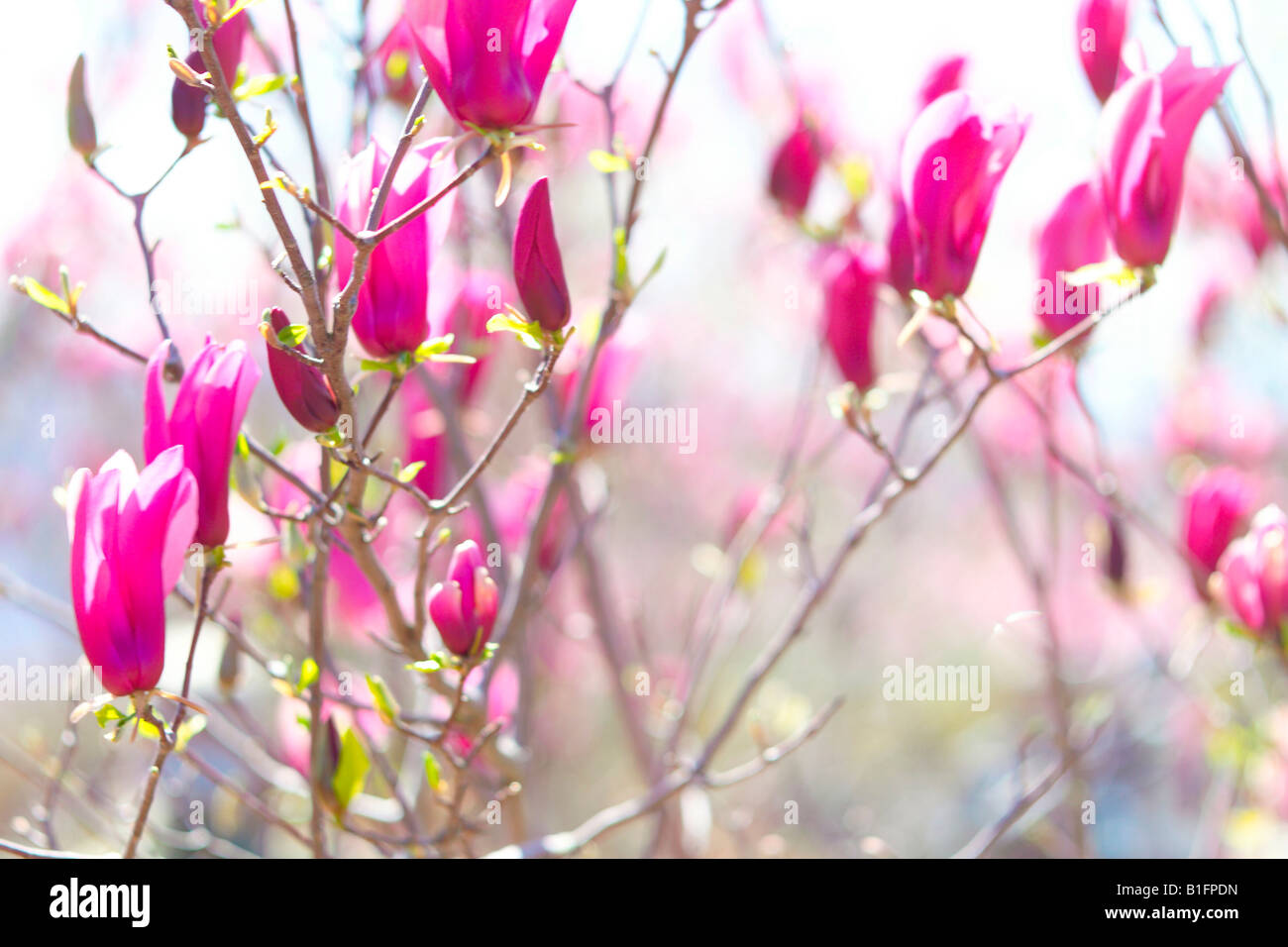 Magnolia liliflora hi-res stock photography and images - Alamy