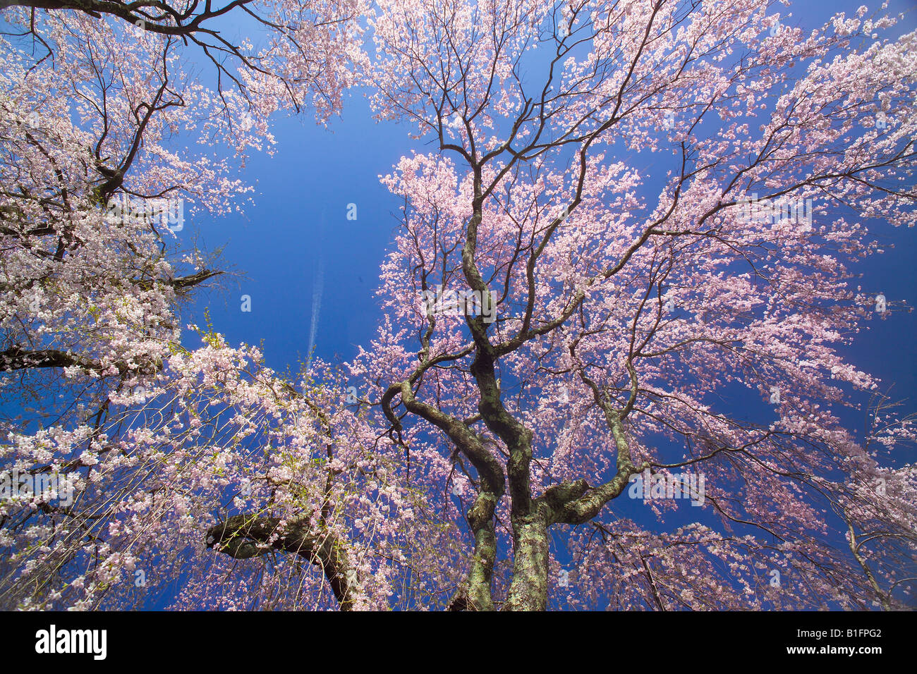 Weeping Cherry Tree Stock Photo - Alamy