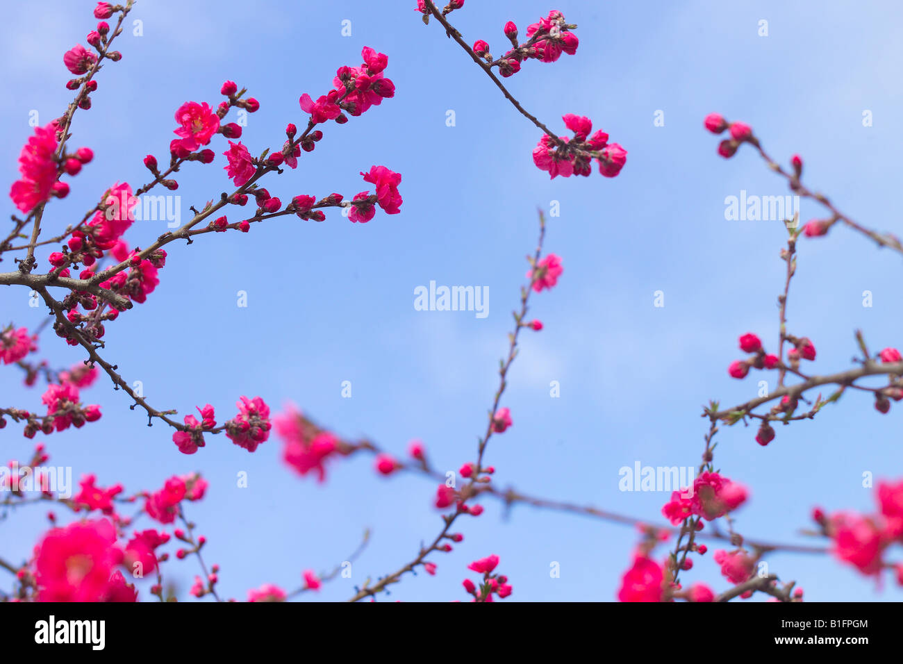 A Tree With Flower Stock Photo - Alamy