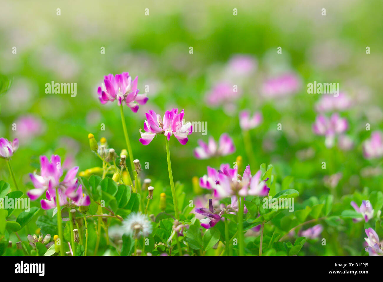 Chinese Milk Vetch Stock Photo - Alamy