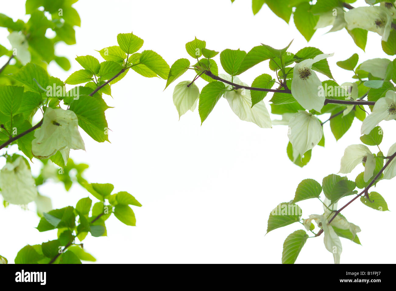 A Tree With Flower Stock Photo - Alamy