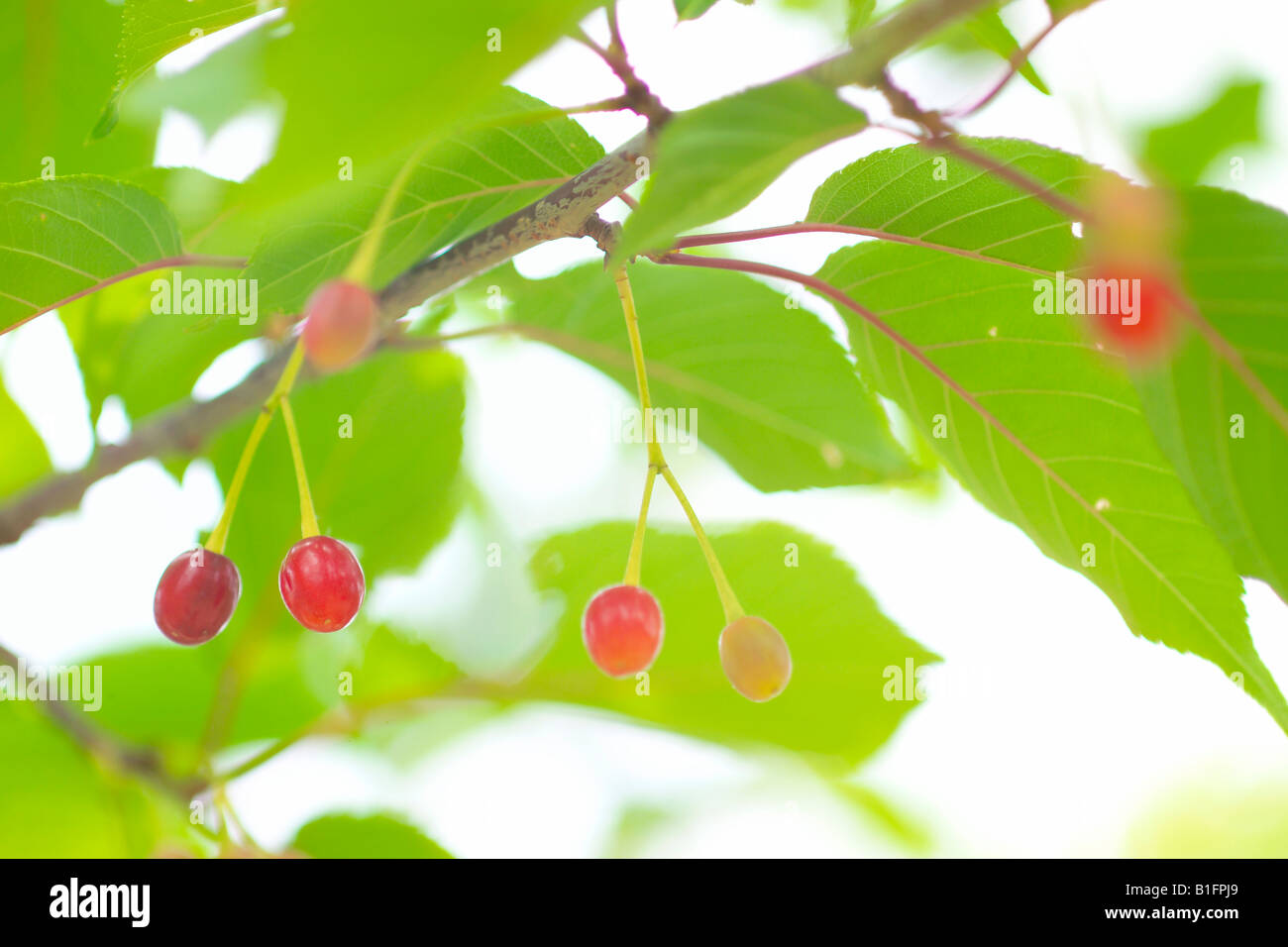 The Fruit Of A Cherry Tree Stock Photo - Alamy