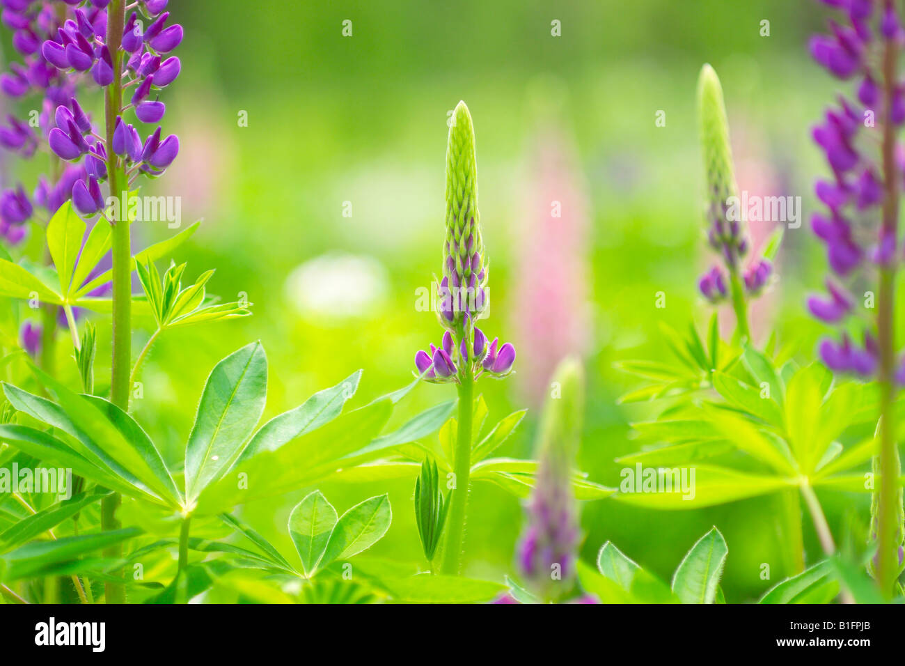 Lupin japan hi-res stock photography and images - Alamy