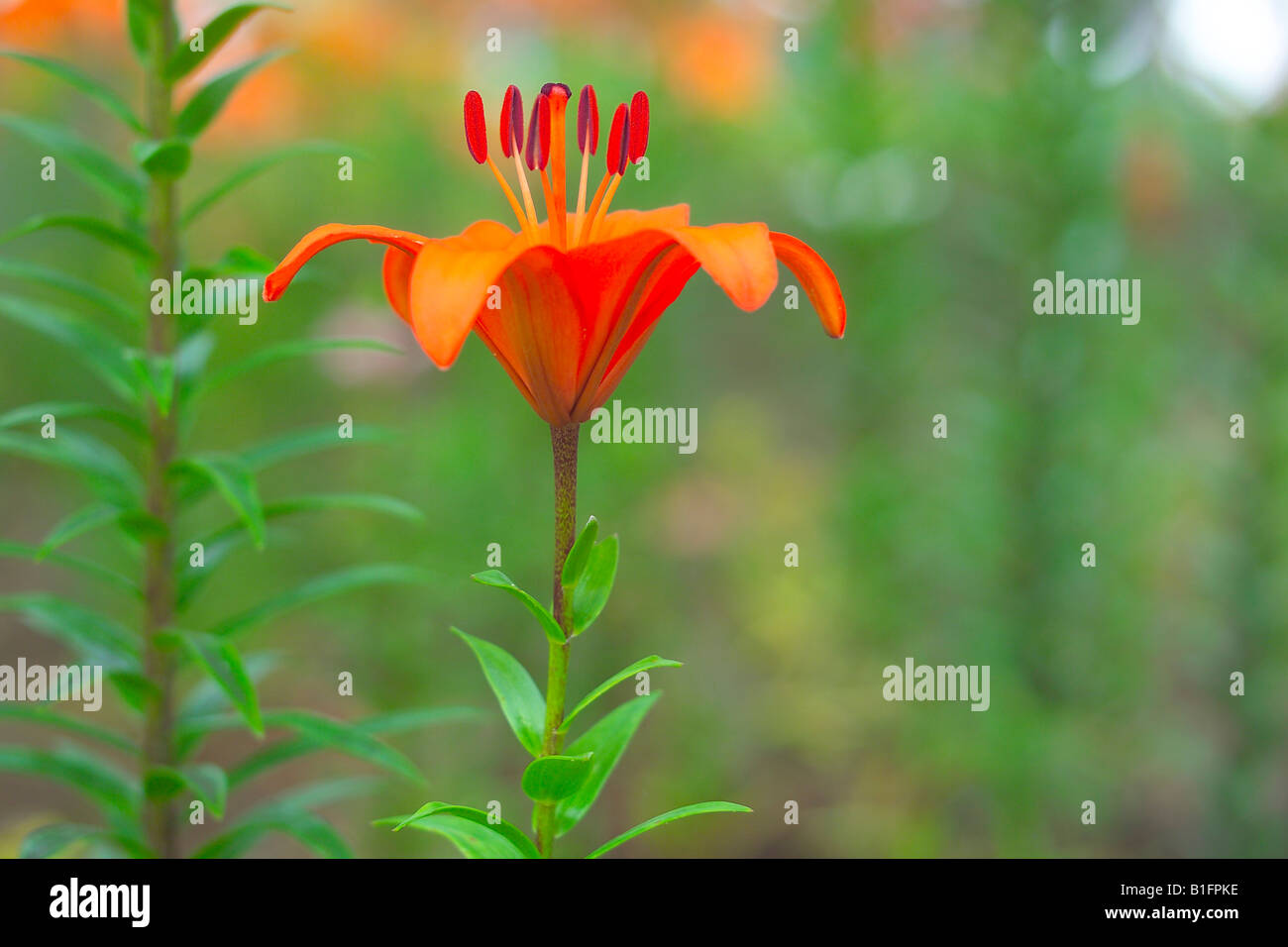 Asiatic lily lilies hi-res stock photography and images - Alamy