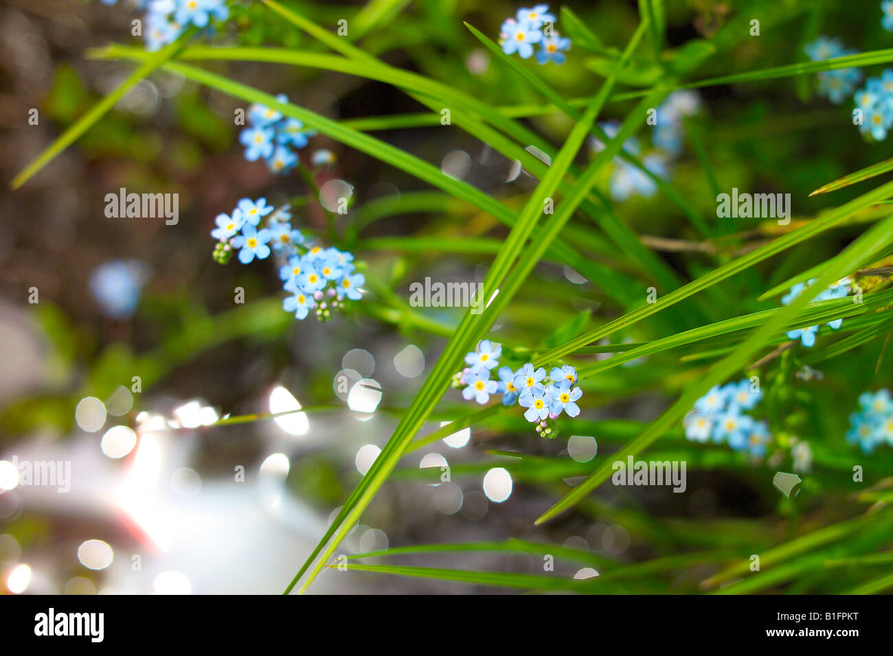 Not leaf not oil not plant hi-res stock photography and images - Alamy