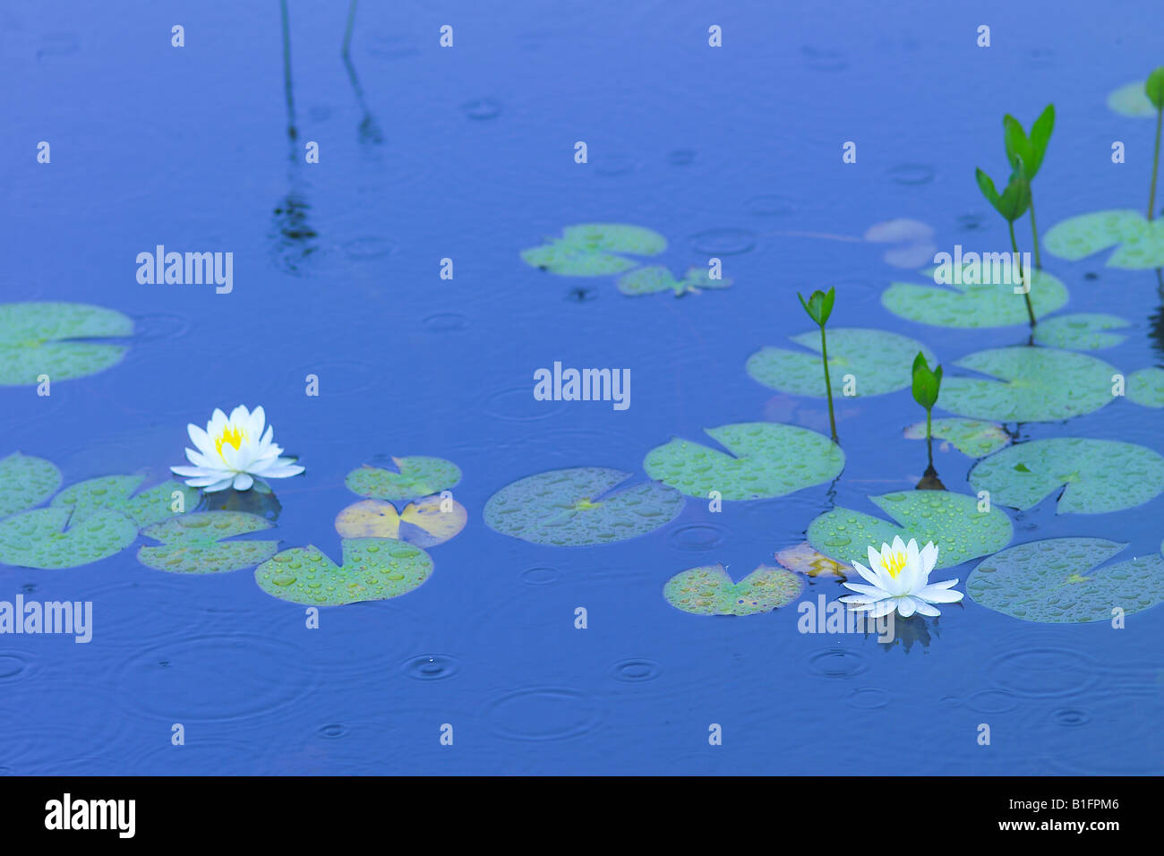 How to plant water lilies hi-res stock photography and images - Alamy