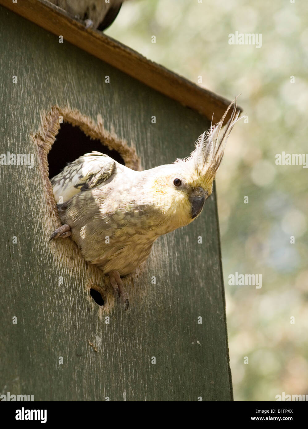 A parakeet looking out of its birdbox in the aviary at the White Post ...