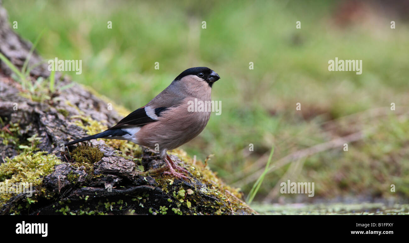 Female Bullfinch Pyrrhula pyrrhula on log Potton Bedfordshire Stock ...