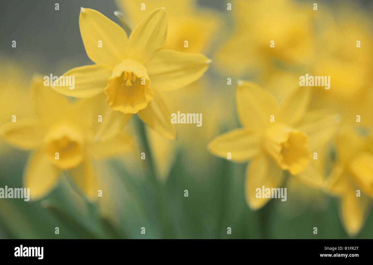 The Flower Of A Narcissus Stock Photo - Alamy
