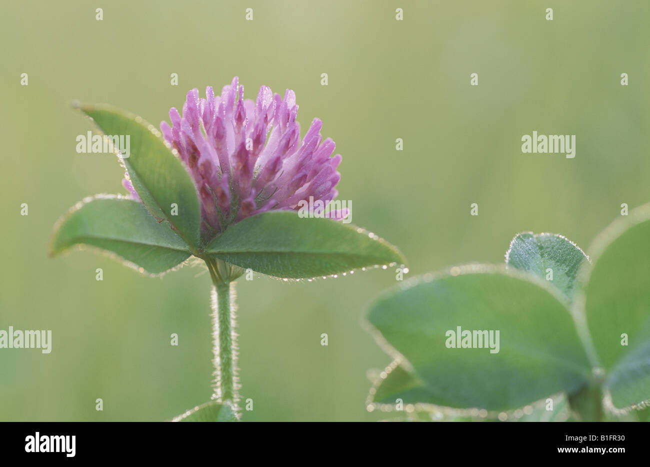 Red clovers hi-res stock photography and images - Alamy