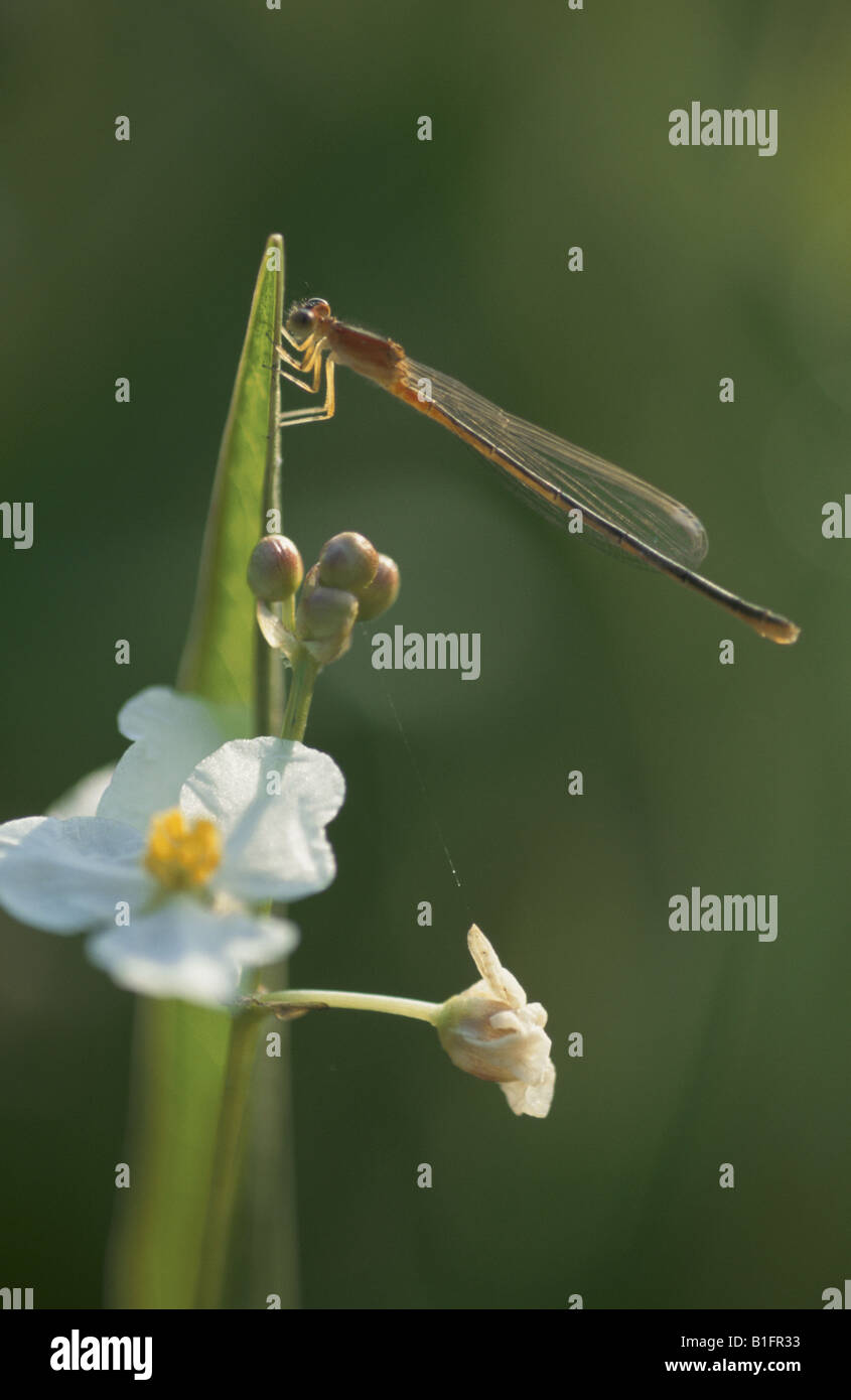 Dragonflies dragonflies dragonflies dragonflies flower hi-res stock ...