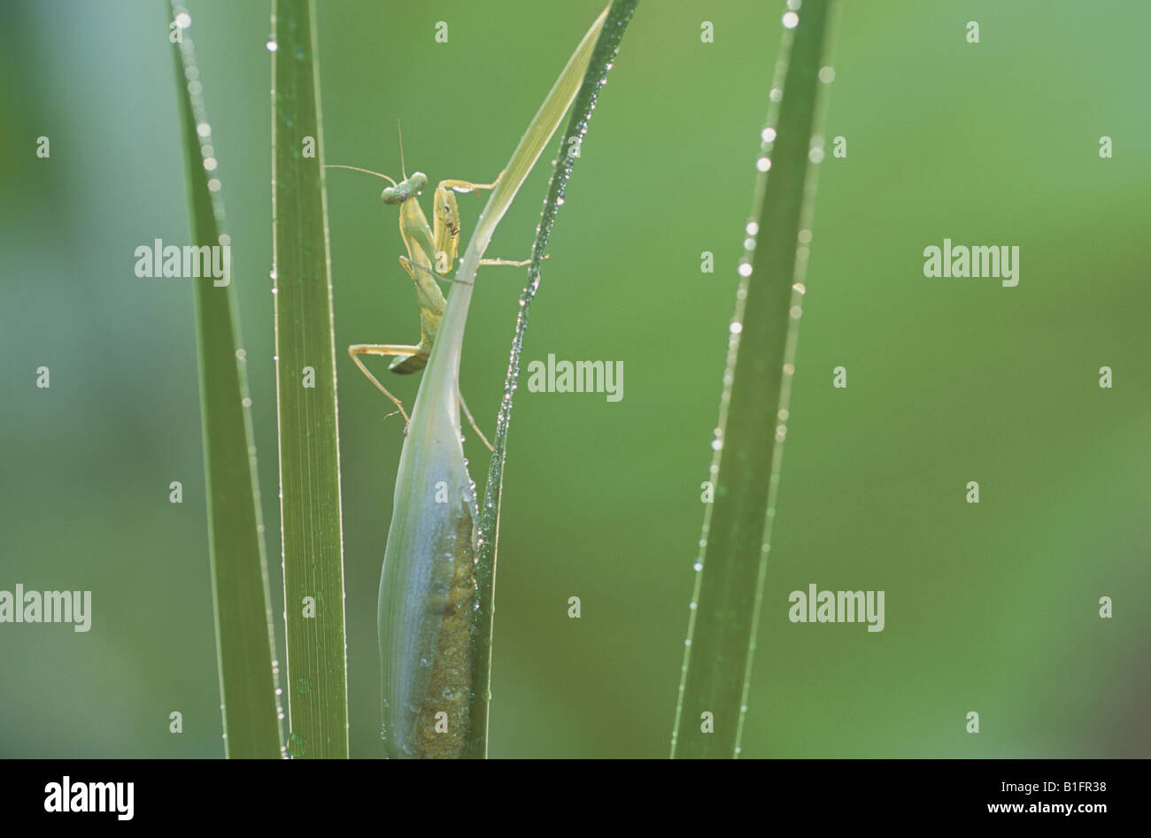 Praying mantis japan hi-res stock photography and images - Alamy