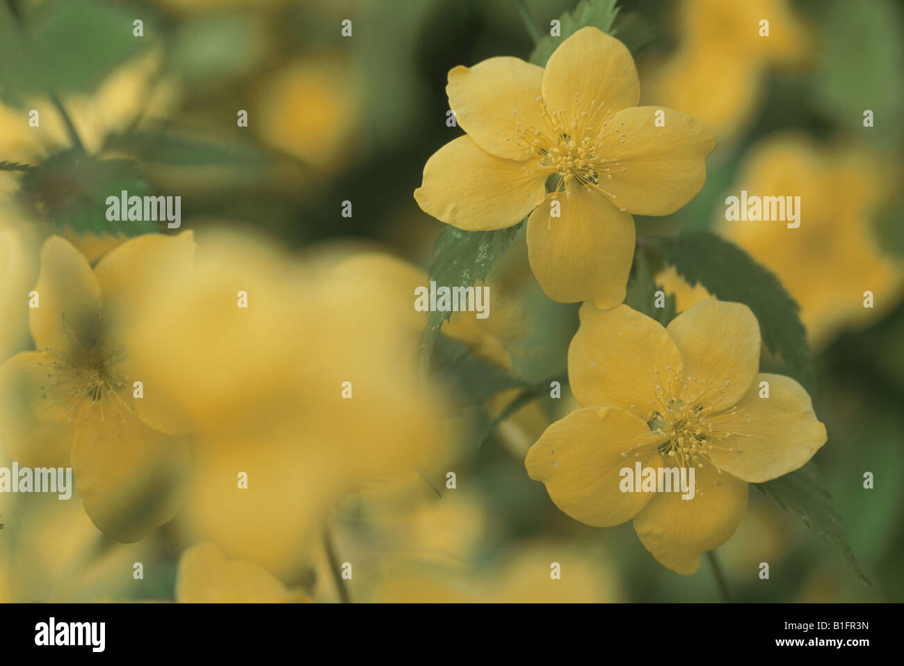 Kerrias hi-res stock photography and images - Alamy