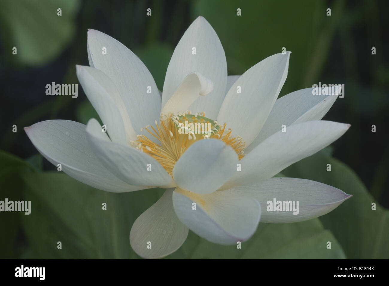 White lotuses hi-res stock photography and images - Alamy