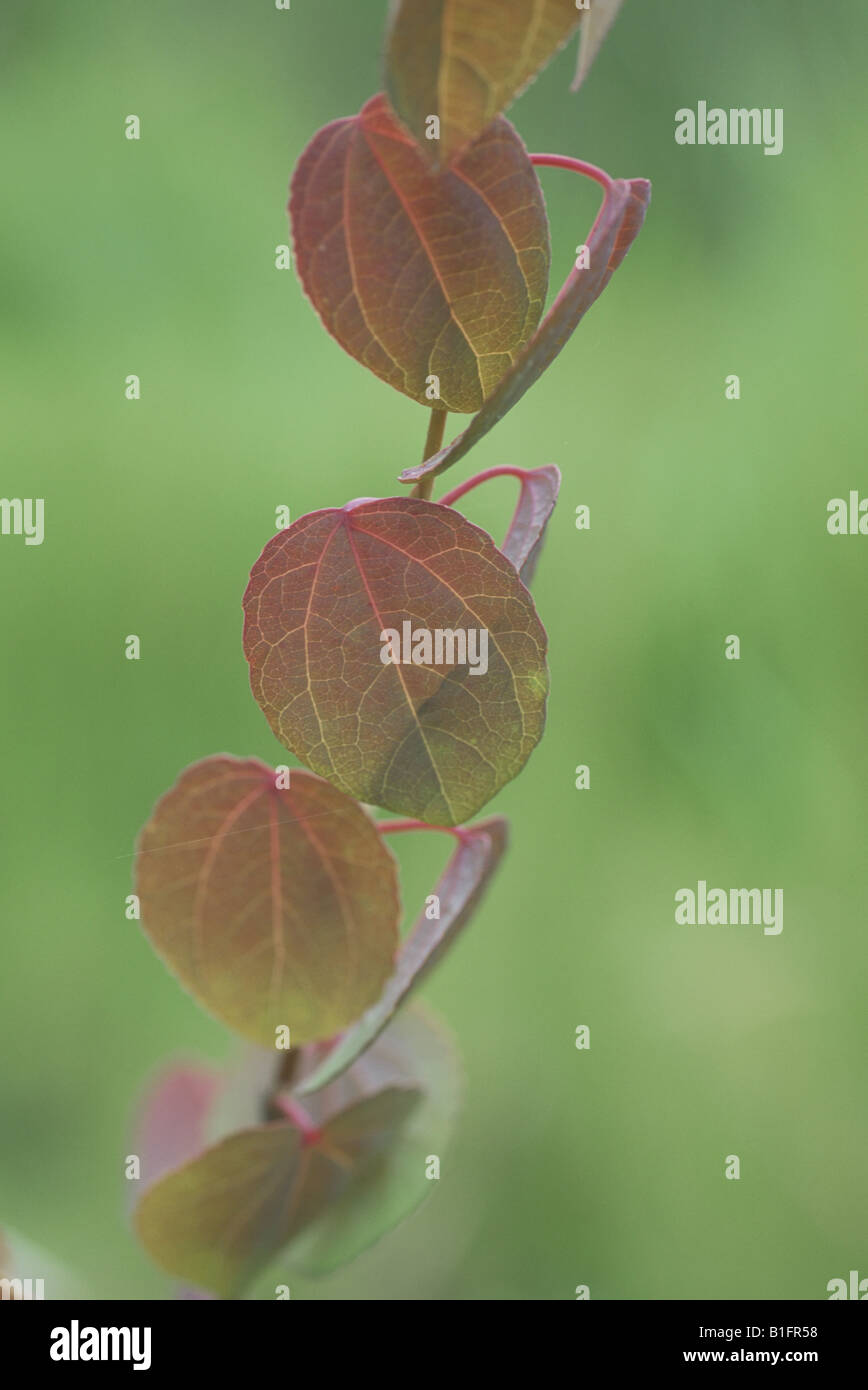 Japanese Judas Tree Stock Photo - Alamy