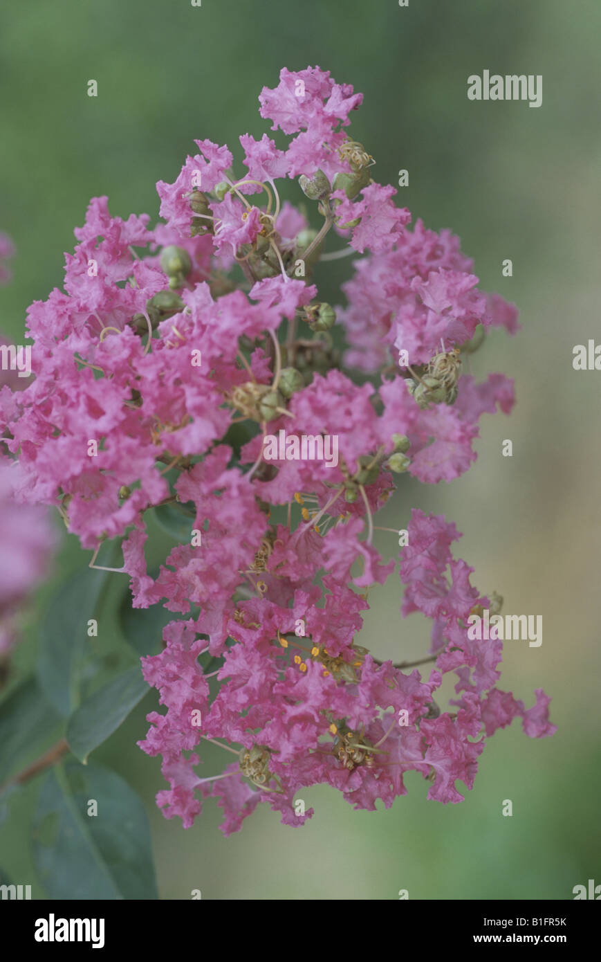 Pink crape myrtles hi-res stock photography and images - Alamy