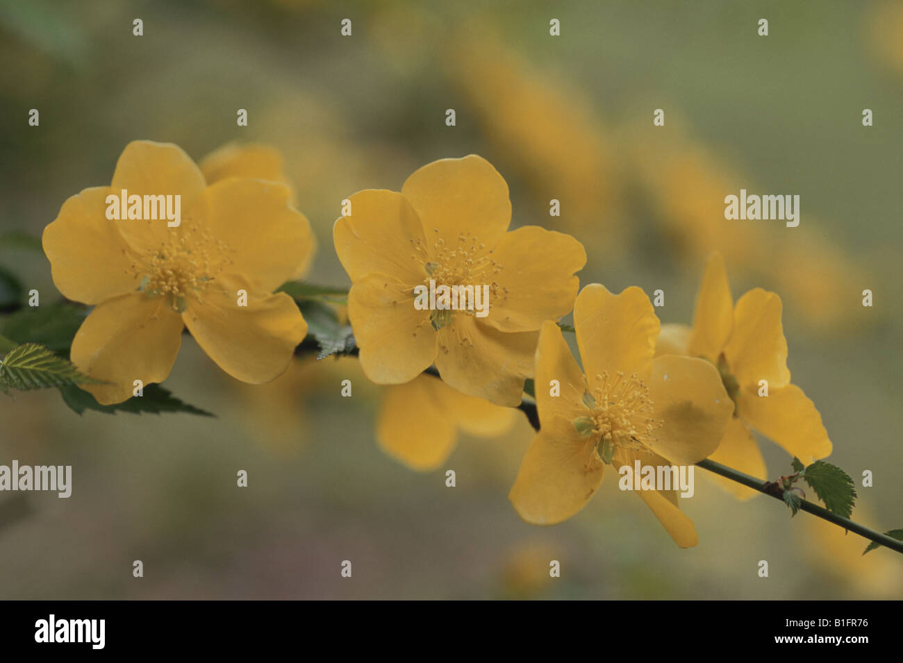 Kerrias hi-res stock photography and images - Alamy