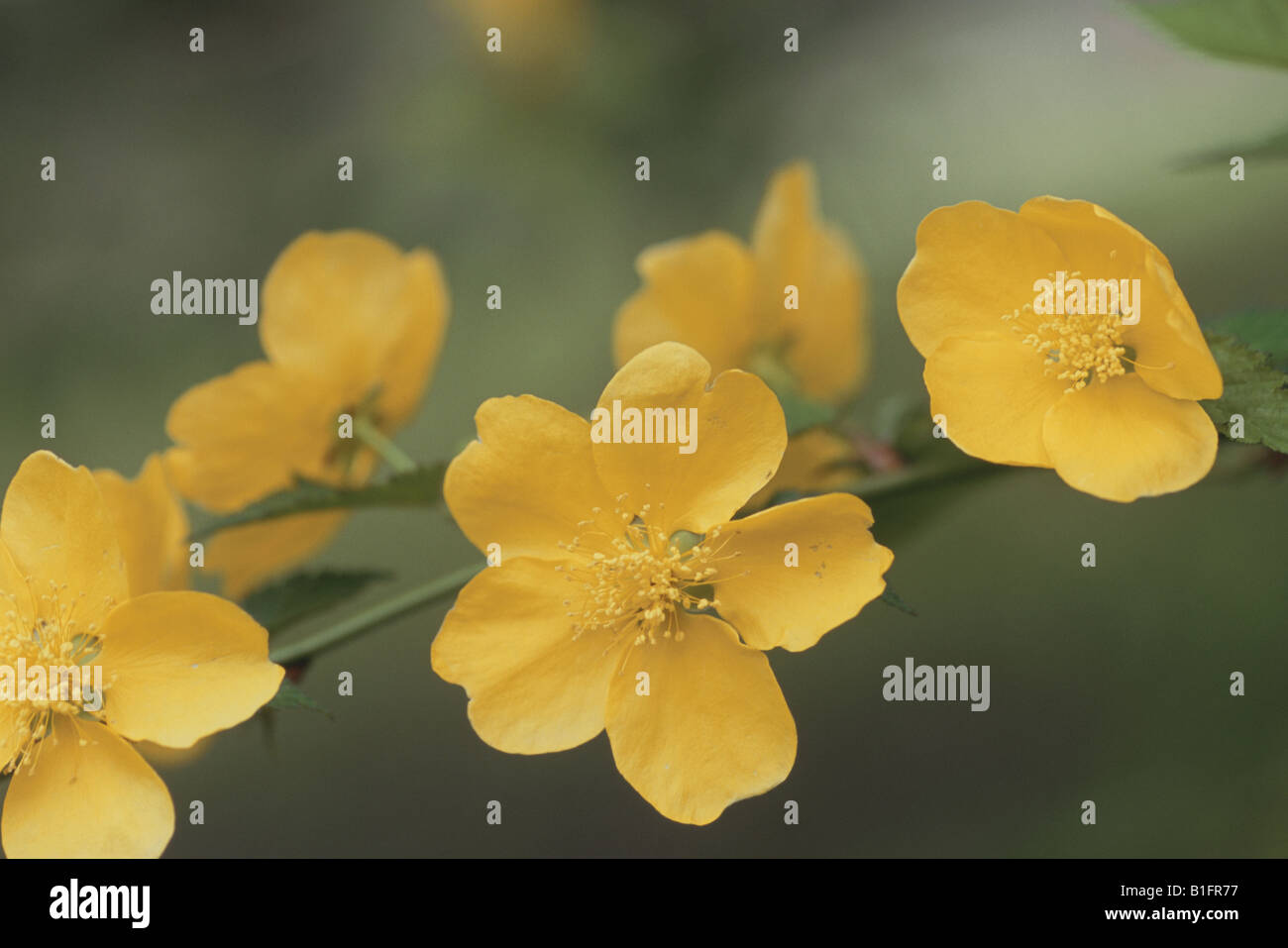 Kerrias hi-res stock photography and images - Alamy