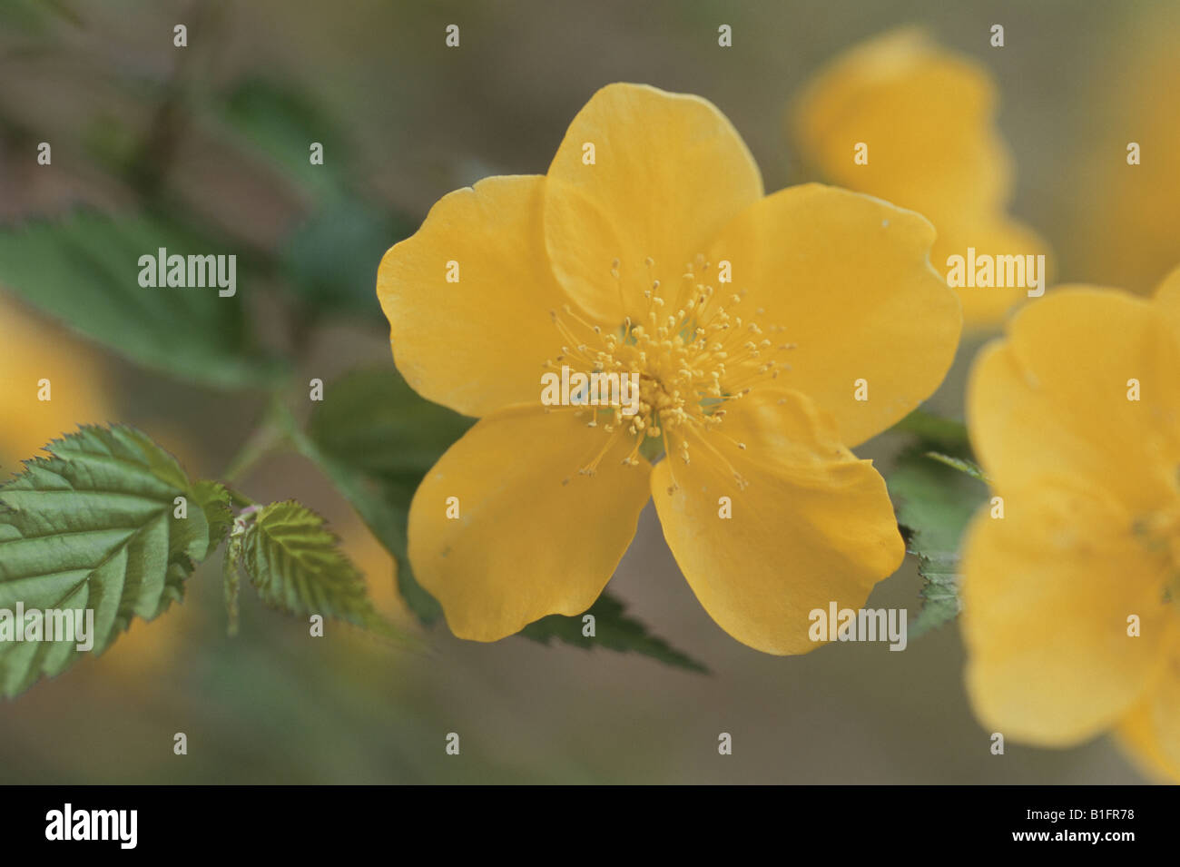 Kerrias hi-res stock photography and images - Alamy