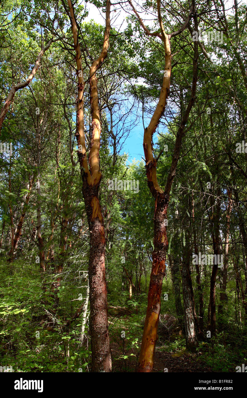 Arbutus trees hi-res stock photography and images - Alamy
