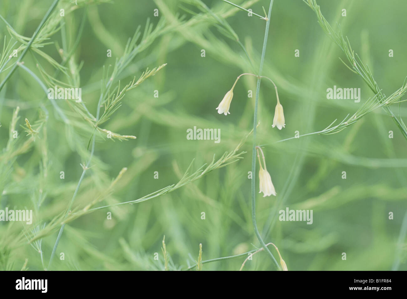 The Flower Of Asparagus Stock Photo - Alamy
