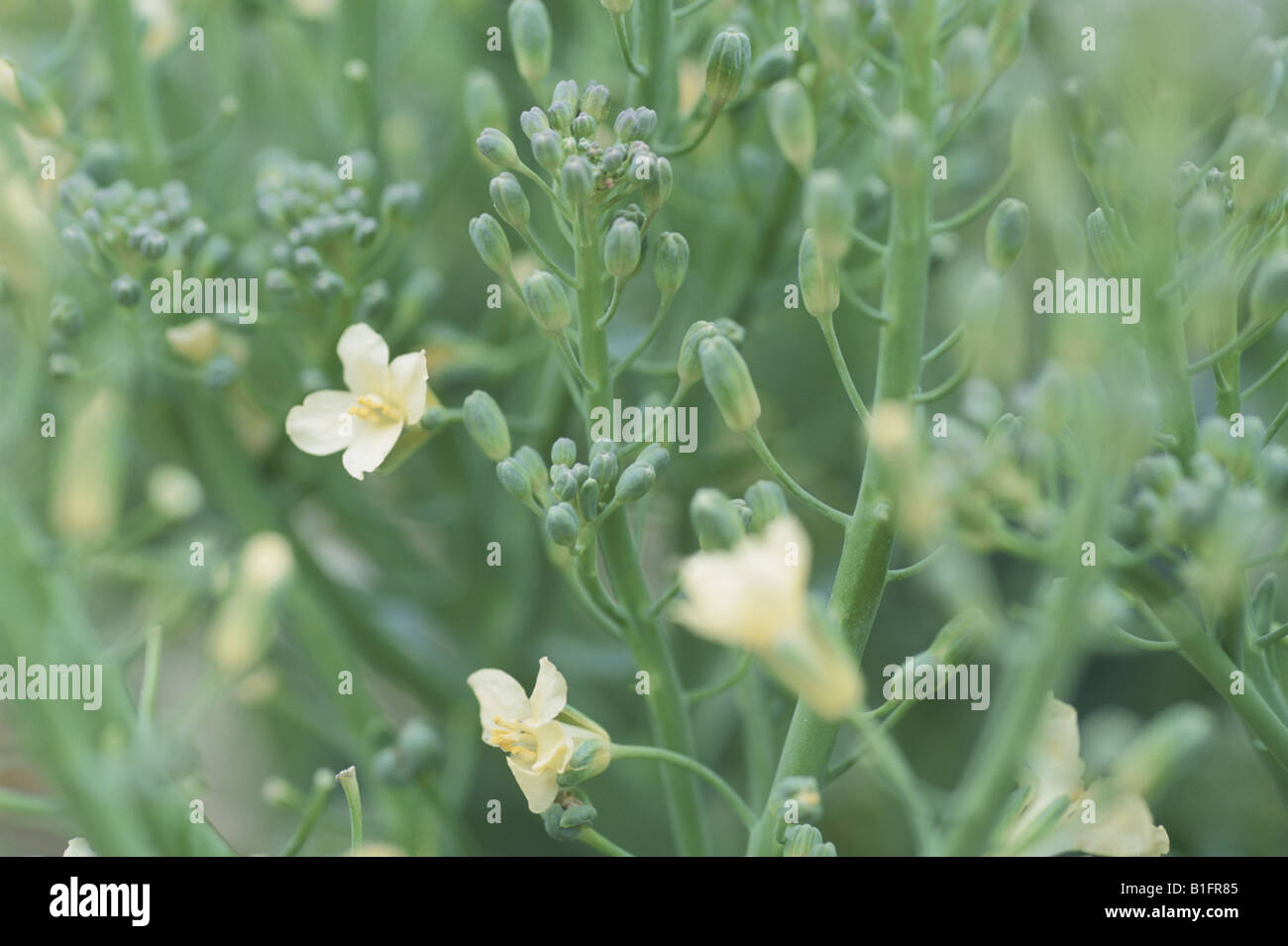The Flower Of Broccoli Stock Photo - Alamy