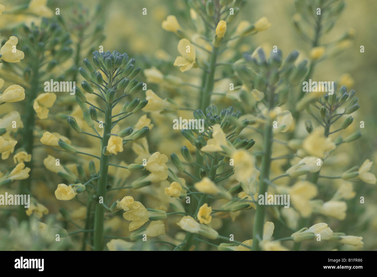 The Flower Of Broccoli Stock Photo - Alamy