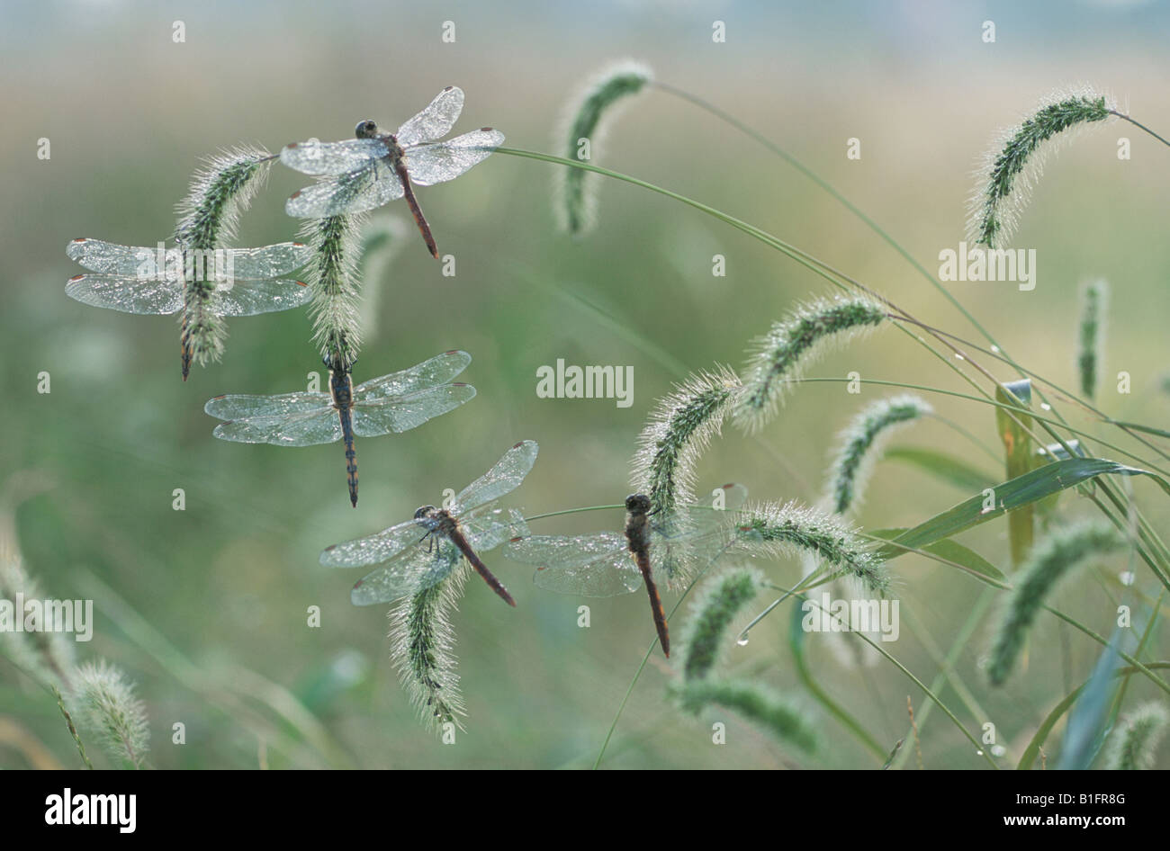 Three dragonflies hi-res stock photography and images - Alamy