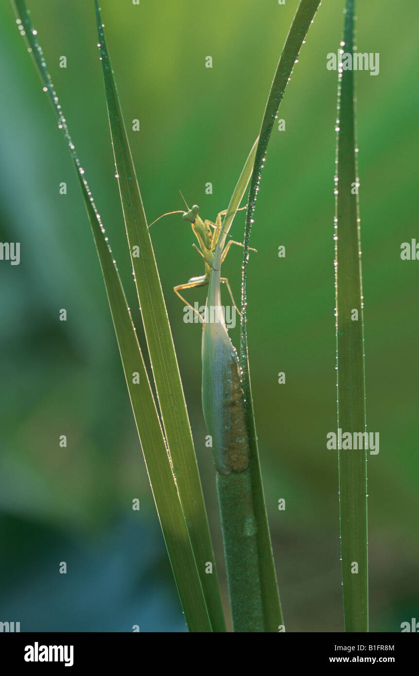 Praying mantis japan hi-res stock photography and images - Alamy
