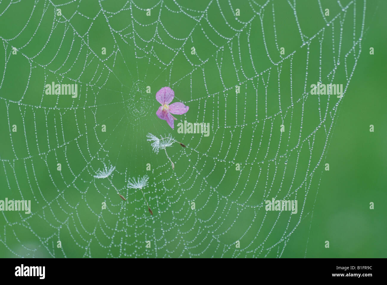 Spider nests hi-res stock photography and images - Alamy