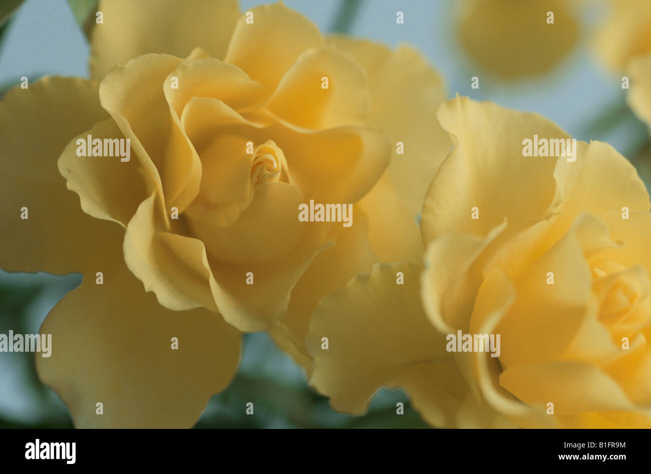 A Yellow Rose Stock Photo - Alamy