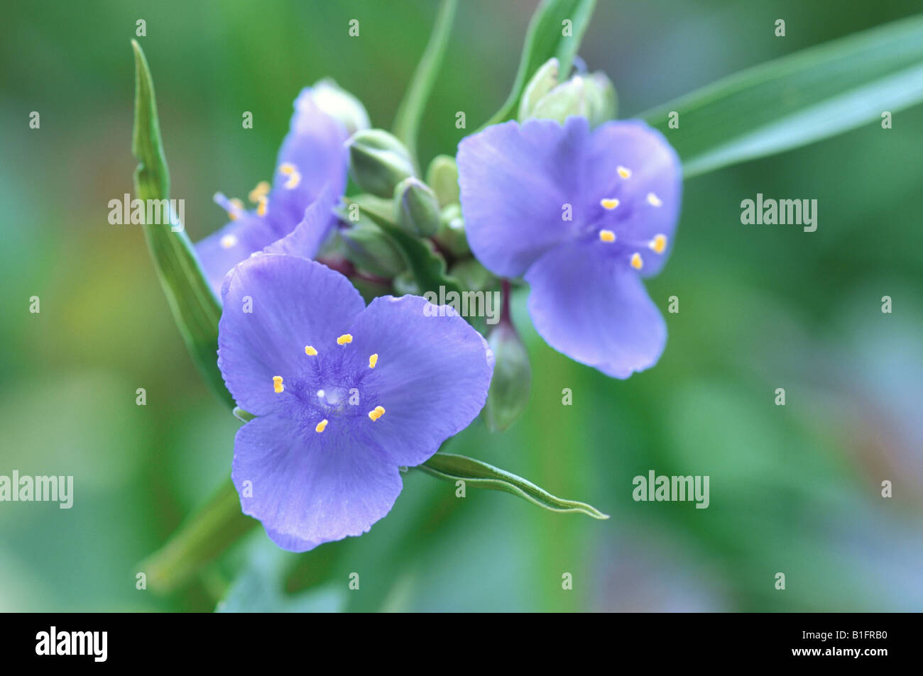 Spiderworts hi-res stock photography and images - Alamy