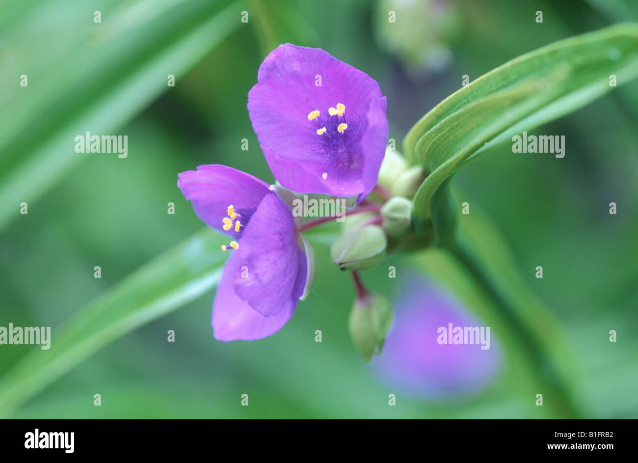 Spiderworts hi-res stock photography and images - Alamy