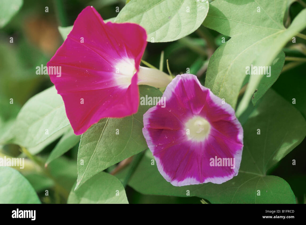 Two morning glories hi-res stock photography and images - Alamy