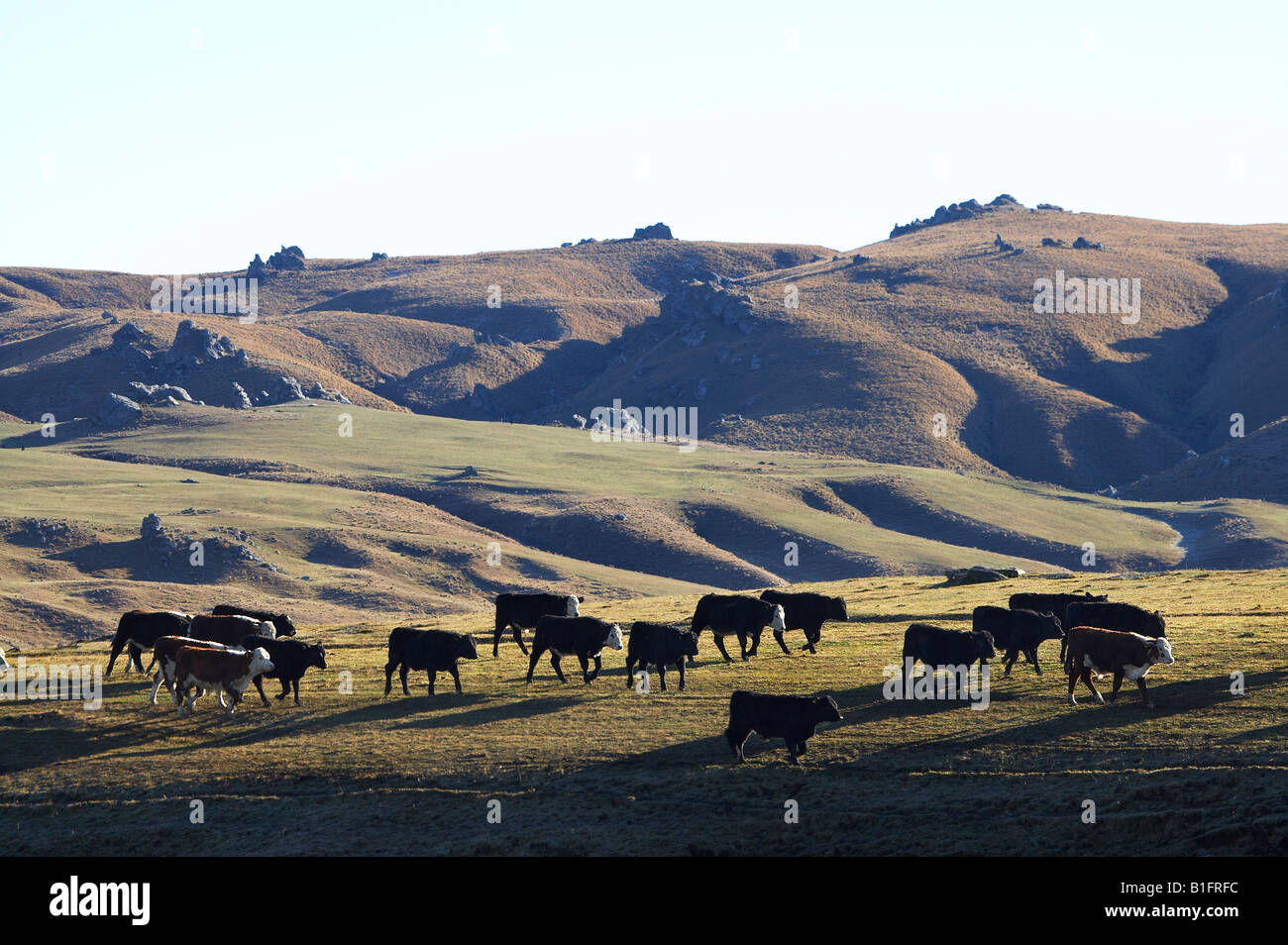 Cows and Rock and Pillar Range Strath Taieri Otago South Island New ...