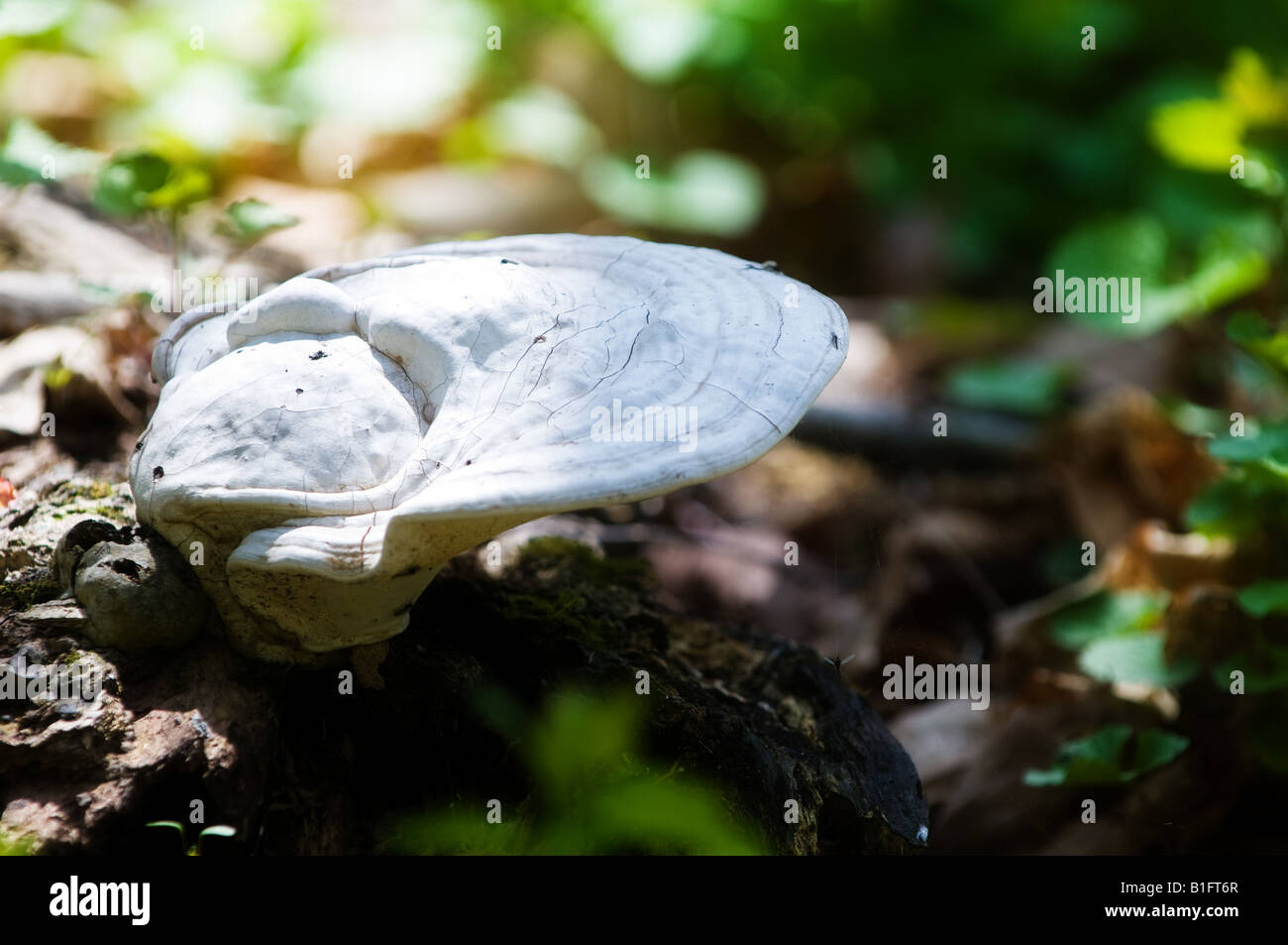 A large flat white fungus mushroom on the forest floor Stock Photo - Alamy