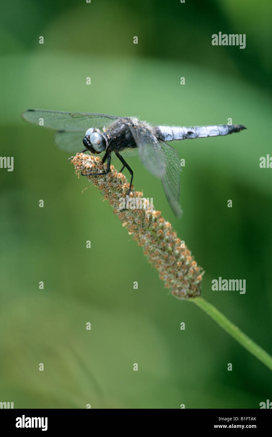 Scarce Chaser Dragonfly (Libellula fulva) on Plantain Stock Photo - Alamy