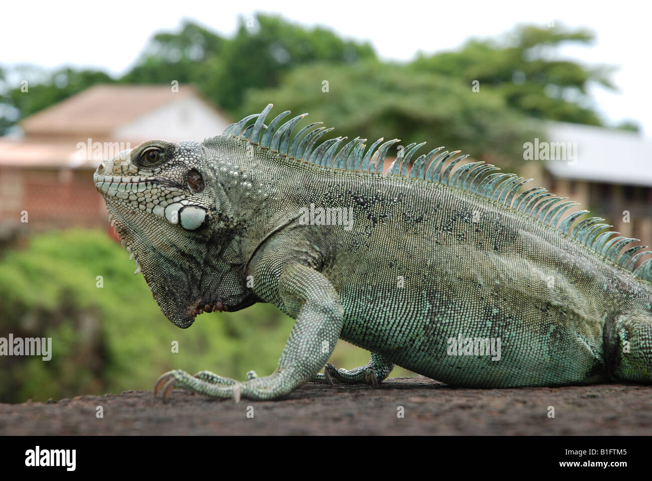 Iguan hi-res stock photography and images - Alamy