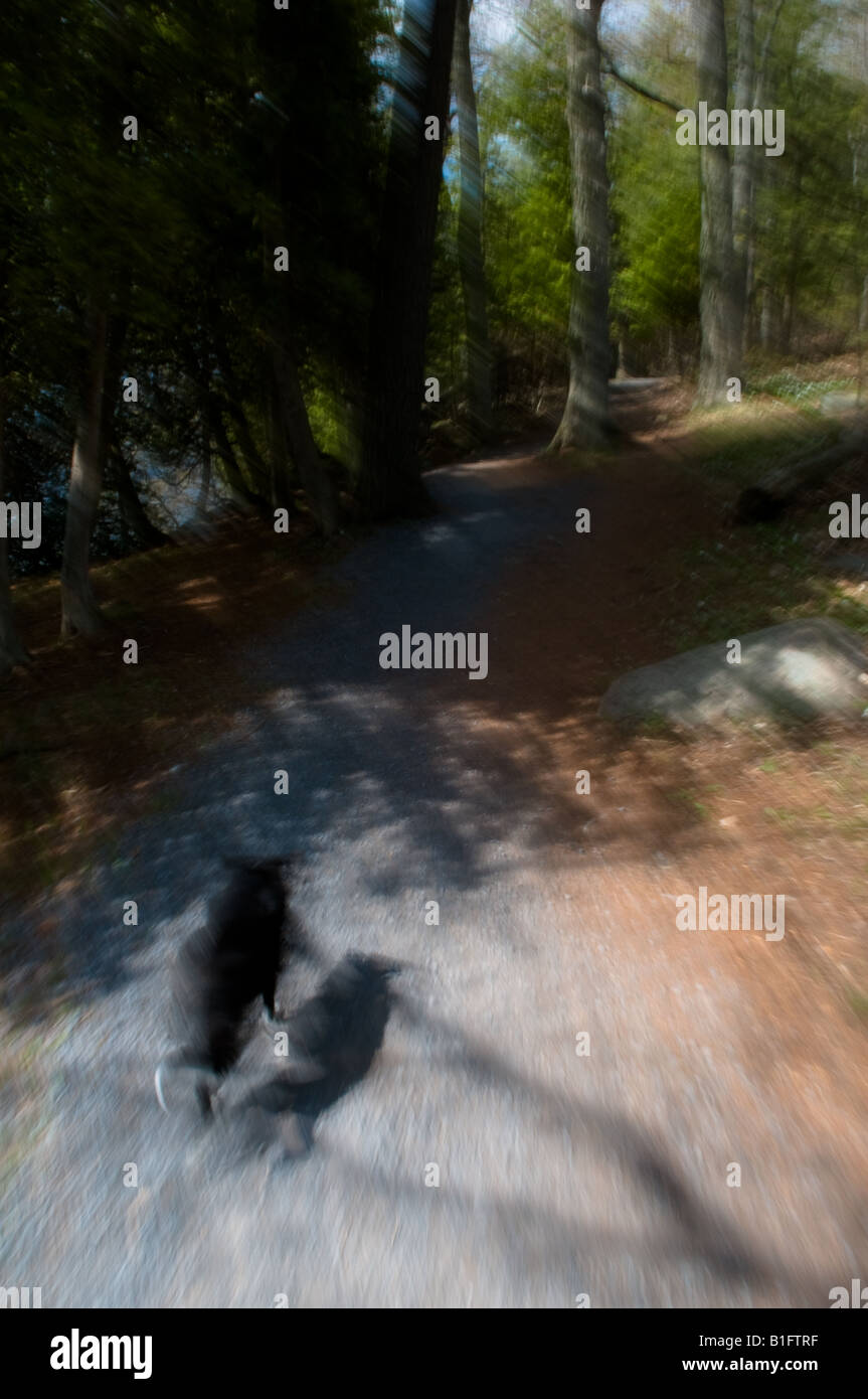 Dog running along a forest path with motion blur Stock Photo - Alamy