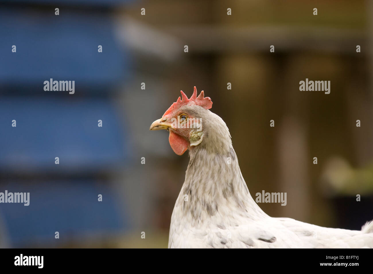 Bantam hen hi-res stock photography and images - Alamy