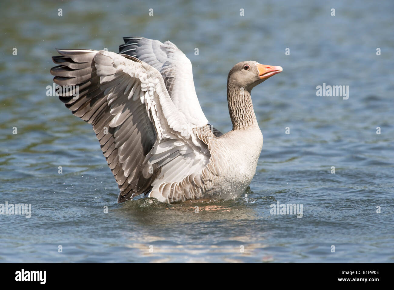 An adult Greylag Goose wing stretching after washing and preening Stock ...