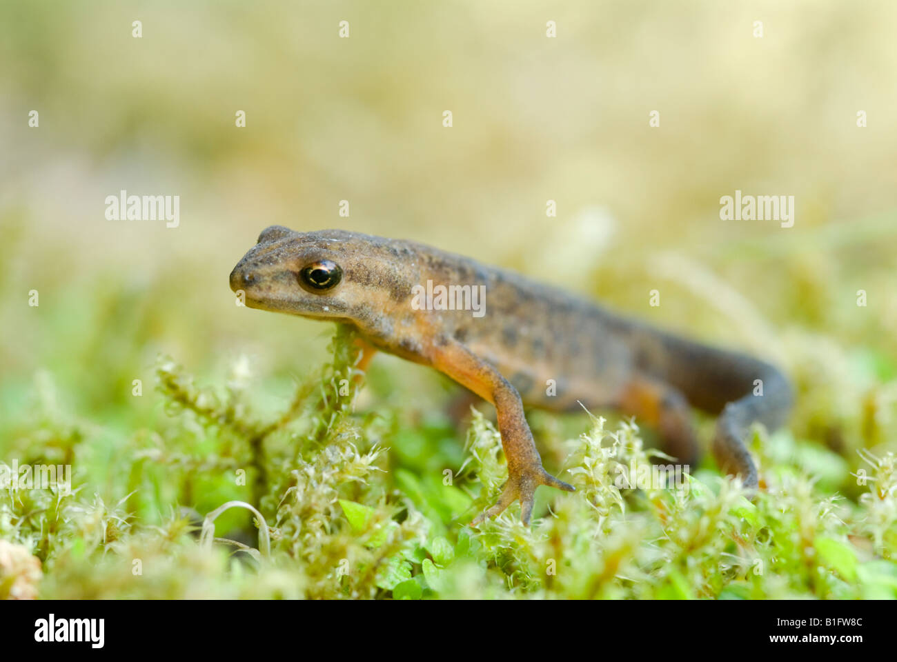 Smooth newt pond hi-res stock photography and images - Alamy