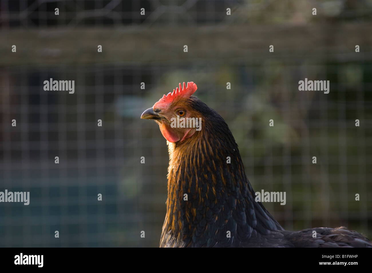 Black Rock hen Stock Photo - Alamy